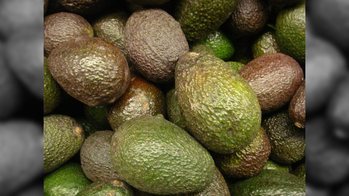 Vídeo: abacate ou avocado? Produção e consumo aumentam no Brasil