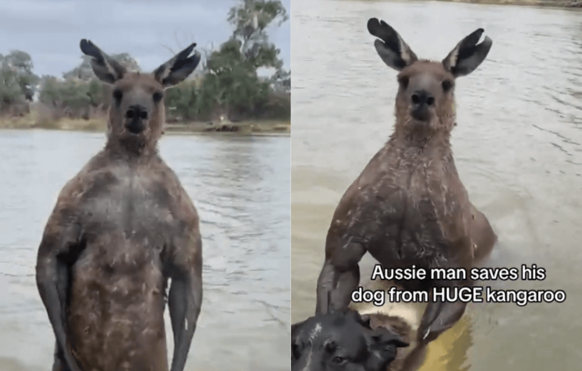 Homem luta com canguru maromba que tentou afogar seu cachorro