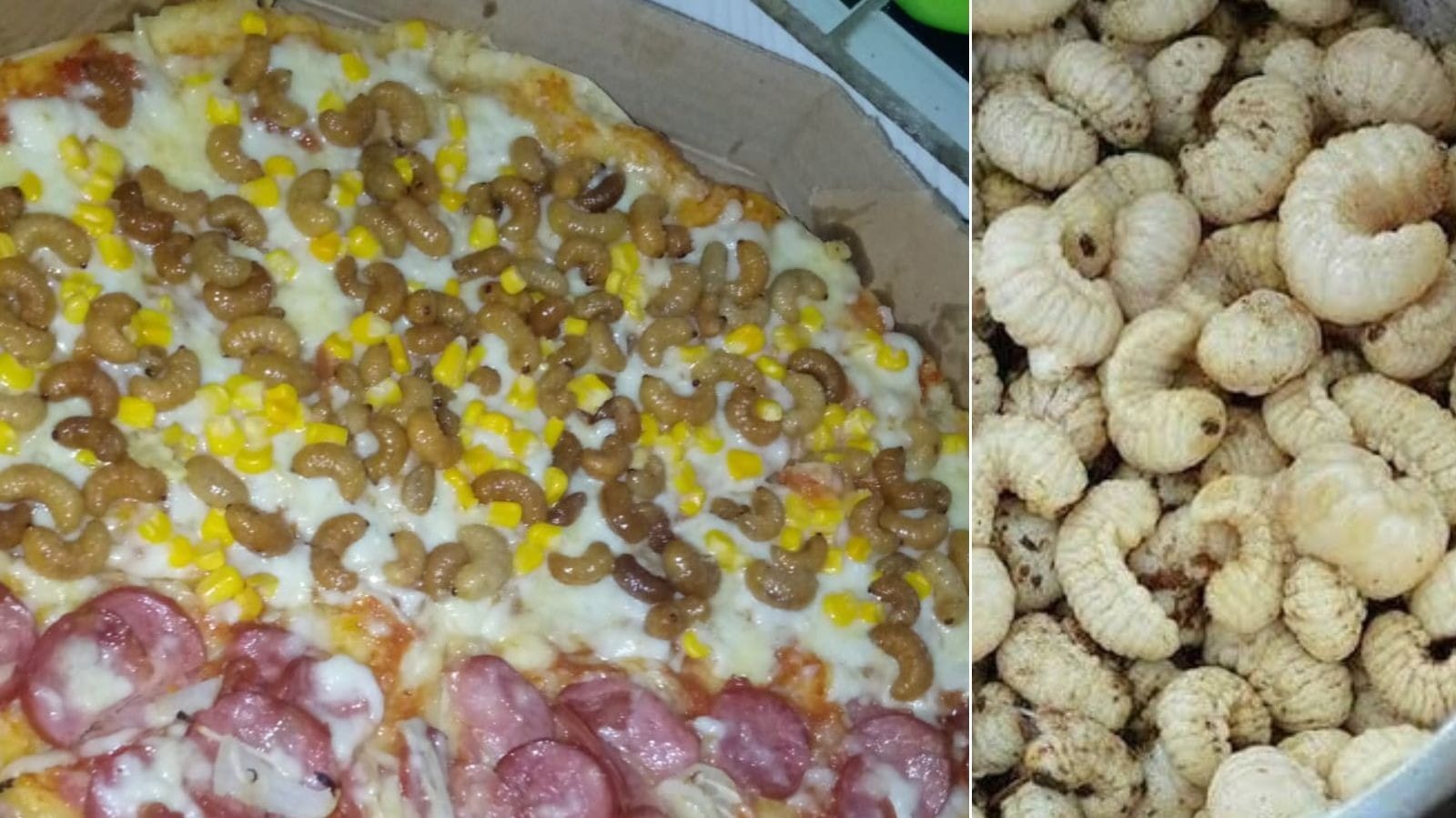 Pizza de larva de besouro que se desenvolve em cocos viraliza e faz ...