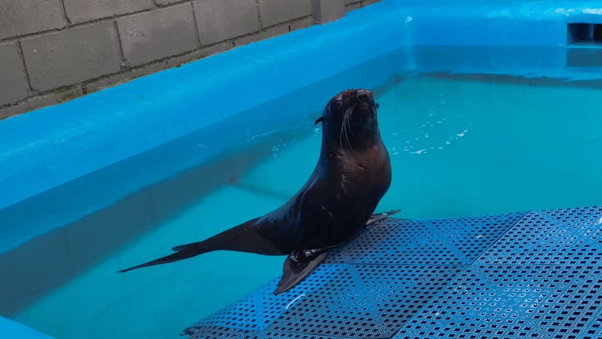 Lobo-marinho é resgatado em Ilhabela, no Litoral NorteBand Vale