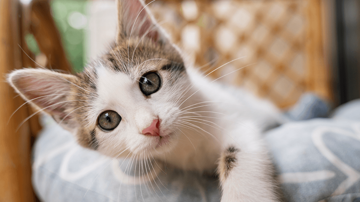 O gato de cada signo