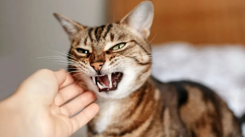 Como lidar com gato bravo? Veja 4 dicas que podem ajudar!Band Vale