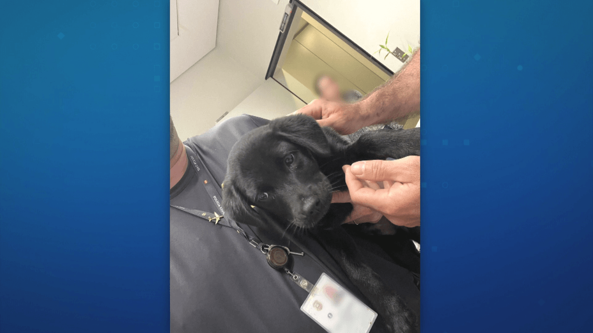 Homem é preso em flagrante dentro de avião após abandonar cachorra para ...