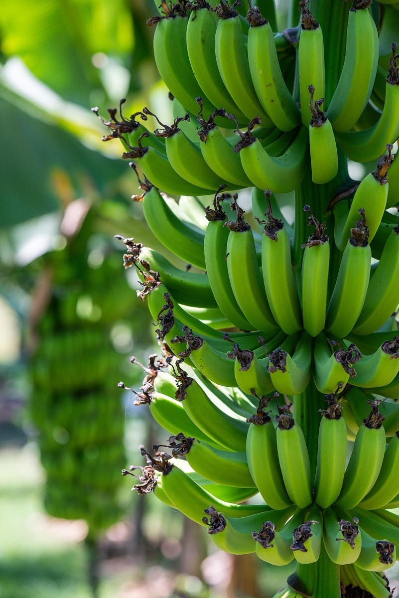 Bananas brasileiras são as únicas no mundo resistentes à praga mortal