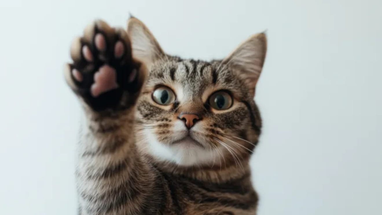 A Linguagem Corporal dos Gatos: O que o Rabo e as Orelhas Revelam?