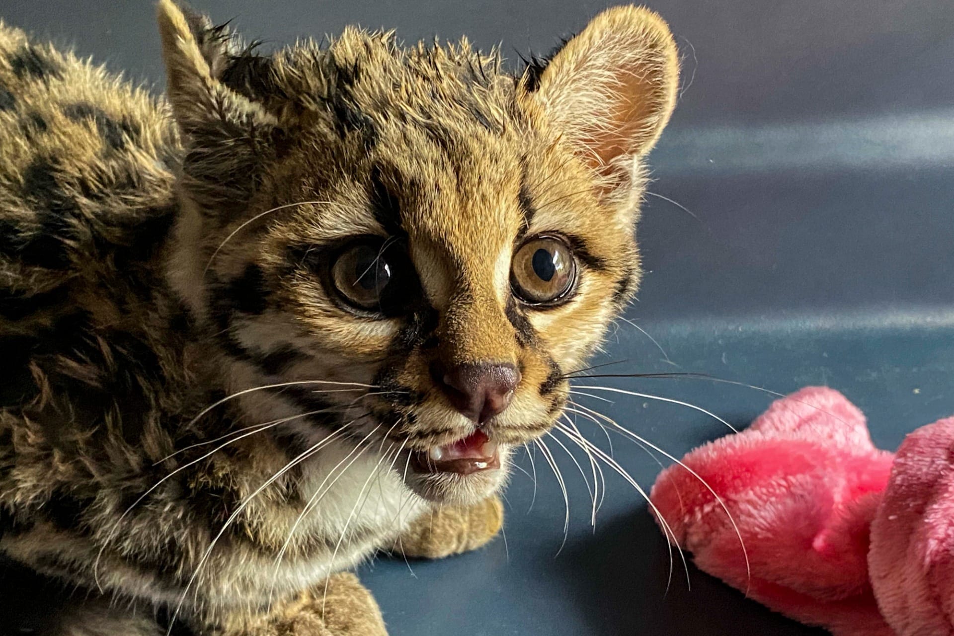 Gata-maracajá Maracujá estreia no Zoológico de Curitiba