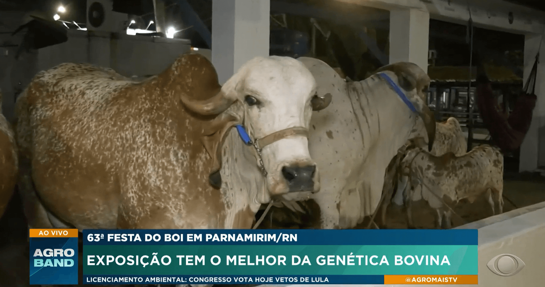 63ª Festa do Boi em Parnamirim: exposição tem o melhor da genética ...