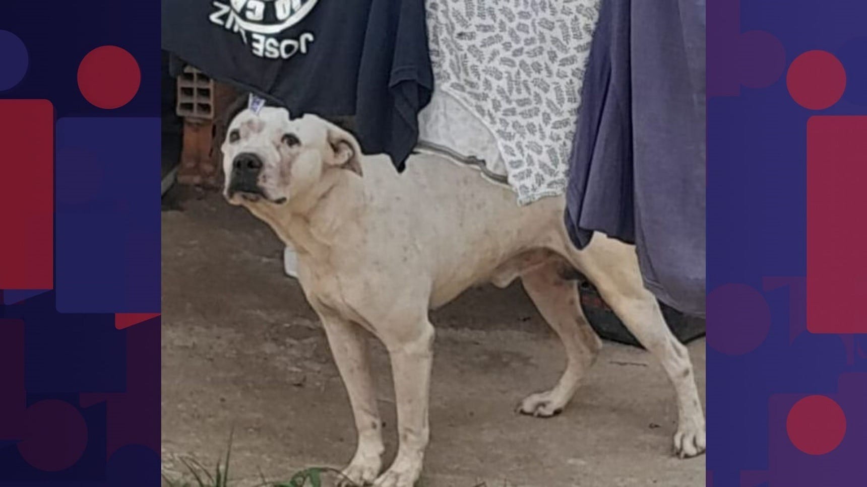 Família de bebê morto após ataque de pitbull em Campos será ouvida pela ...