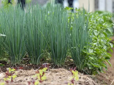Como plantar cebolinha em casa: guia completo para ter tempero frescoà mão