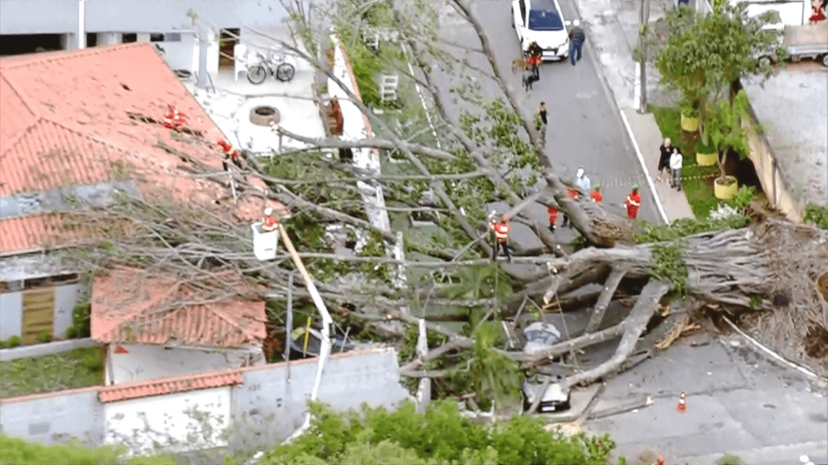 Árvore cai sobre casa após alerta ignorado por engenheiro