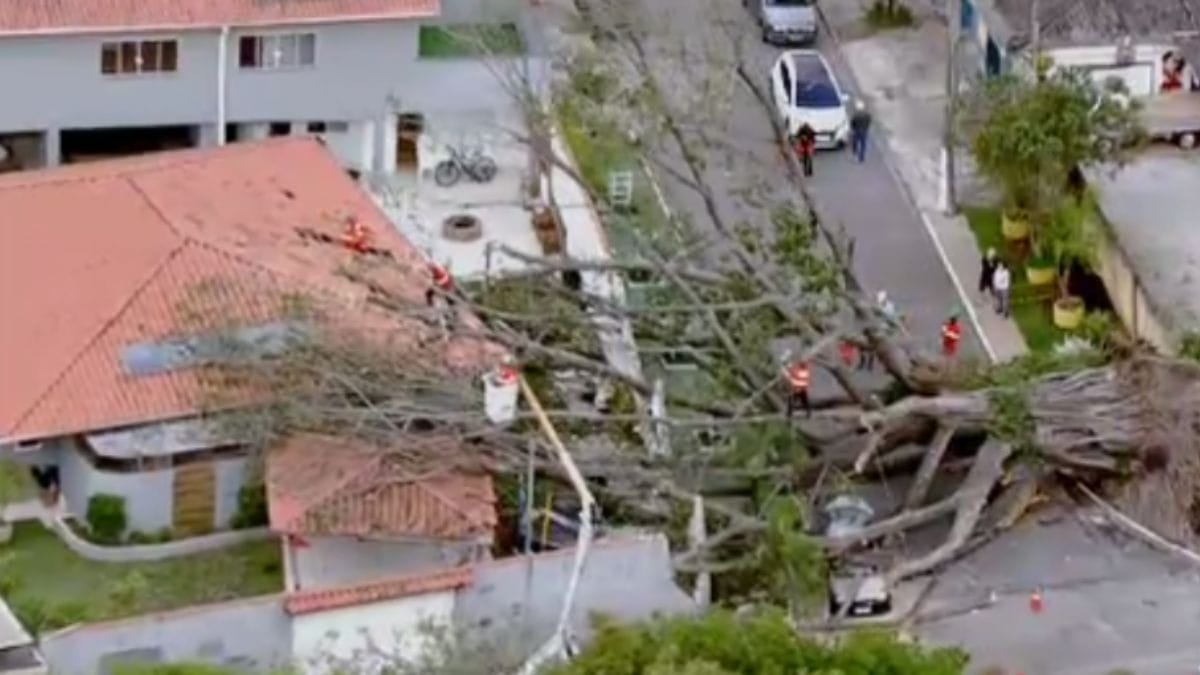 Árvore cai sobre casa após alerta ignorado por engenheiro