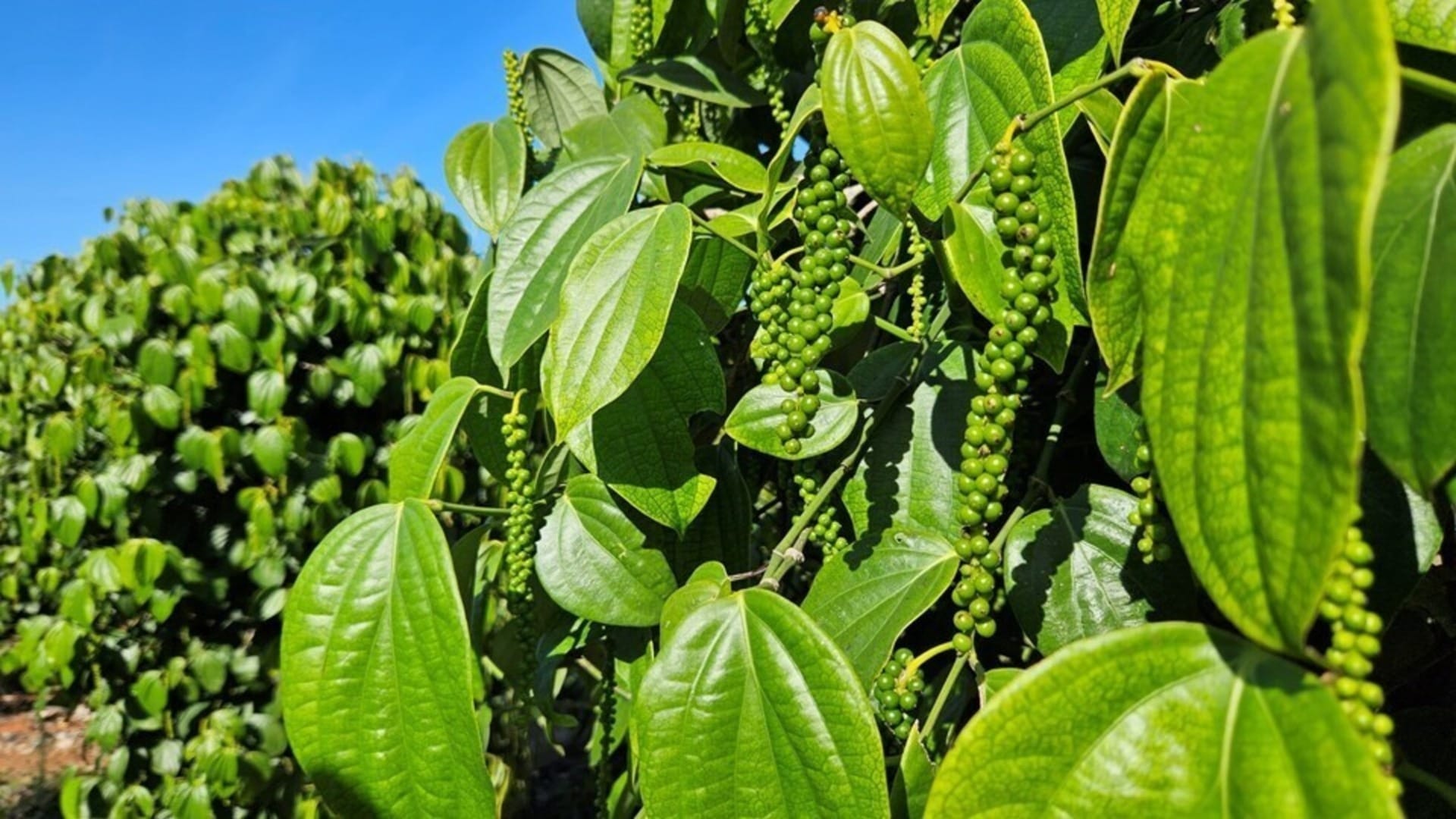 Pimenta-do-Reino é produzida no Brasil e vira item de exportação