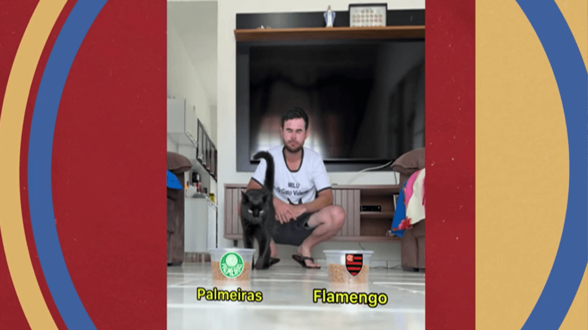 Gato vidente prevê resultado da final da Libertadores entre Palmeiras e ...