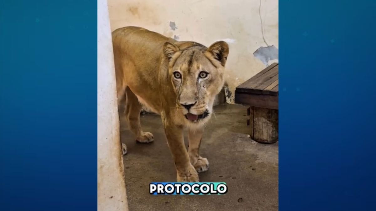 Leoa que matou homem que invadiu jaula está resguardada por questões de ...