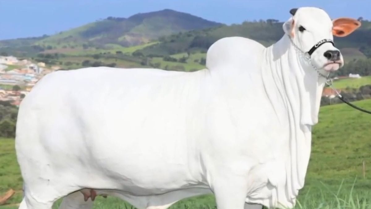 Vaca "Nelore Donna" bate recorde mundial ao ser avaliada em R$ 54 milhões