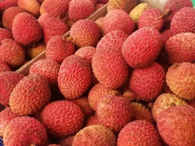 Lichia, fruta típica do Natal, é cultivada no Brasil com sucesso