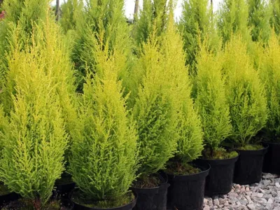 Tuia Holandesa: conheça a planta que decora o Natal no Brasil | Band