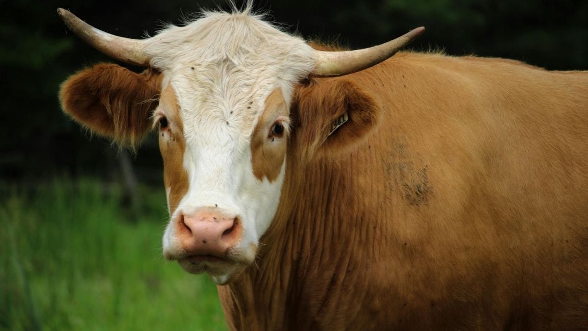 Arroba do boi gordo atinge R$ 356 e bate recorde histórico em março