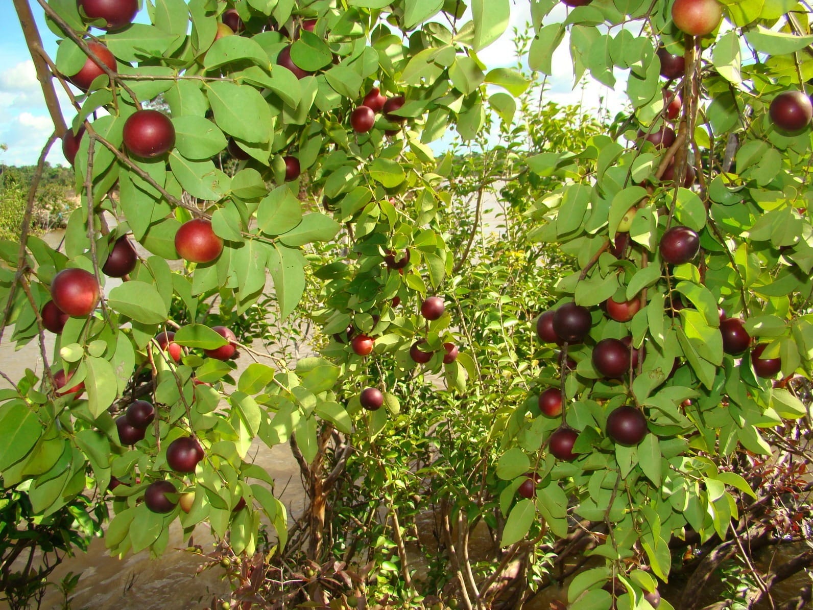 Fruta amazônica camu-camu tem 100 vezes mais vitamina C que a laranja