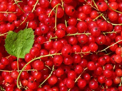 Groselha é uma fruta rica em vitamina C e antioxidantes