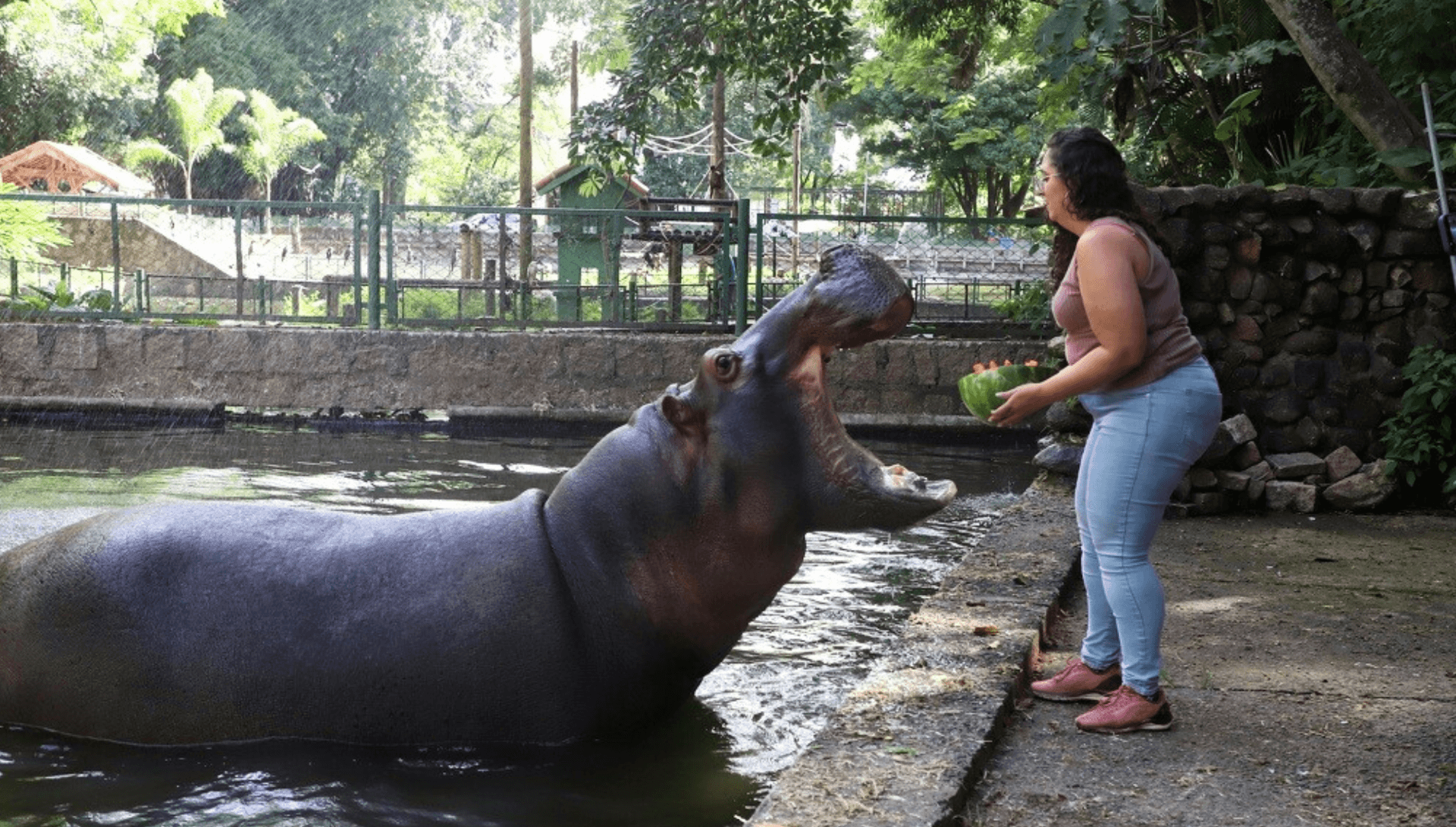 Calorão: frutas geladas e sorvetes ajudam animais do Bosque a se refrescar