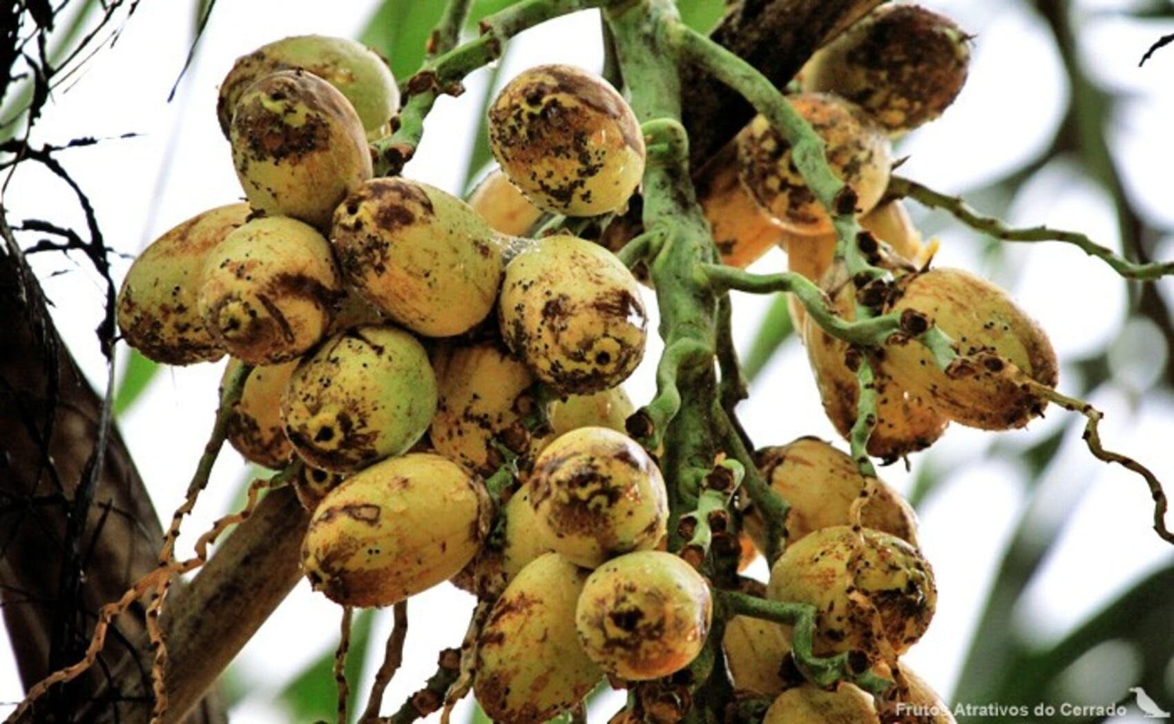O que é guariroba e como cultivar esta planta