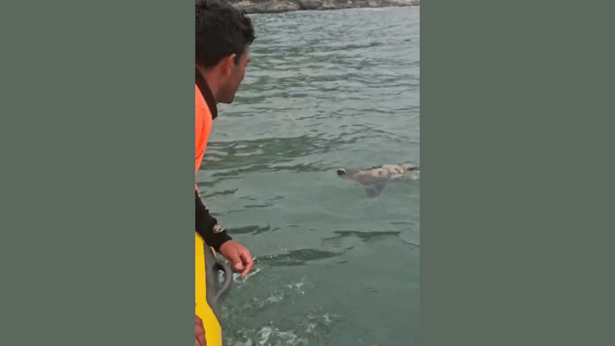 Bicho-preguiça é resgatado após ser encontrado no mar em Caraguatatuba