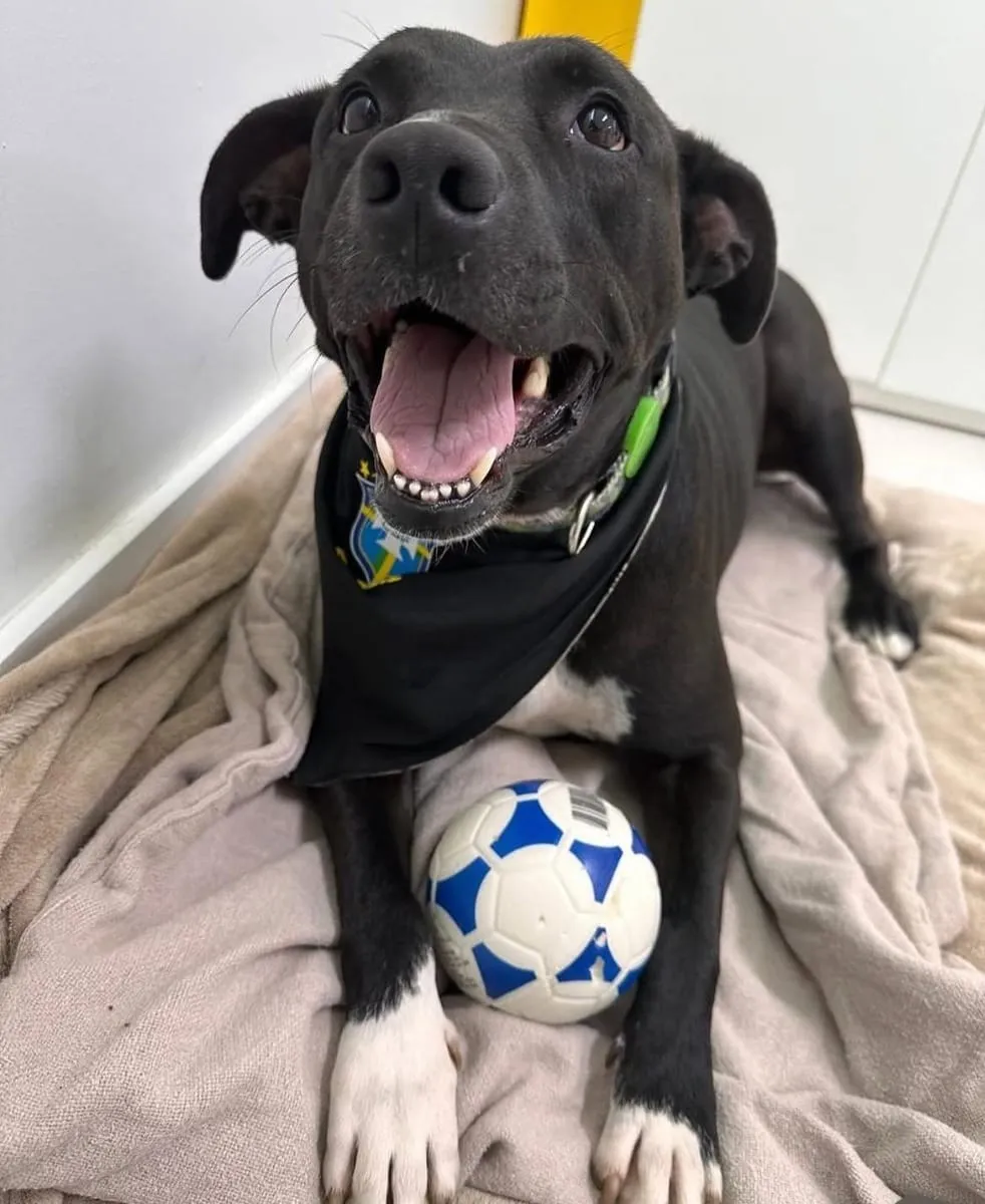 O "dono" da Granja: conheça PJ, o mascote oficial da Seleção Brasileira