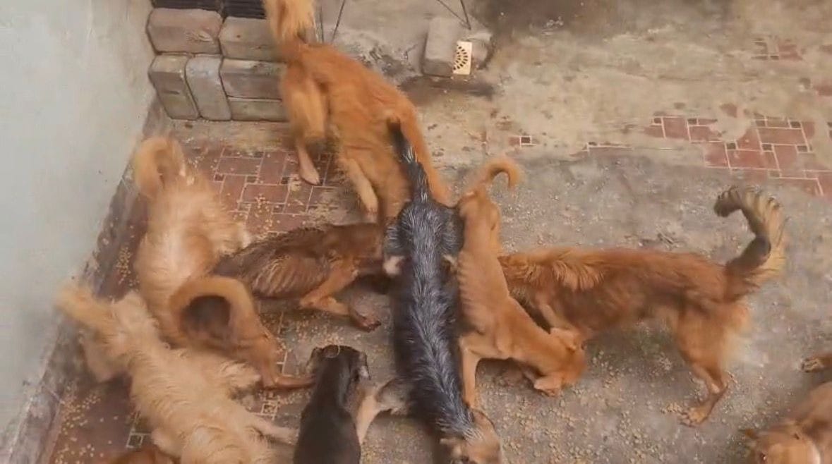 Polícia Civil resgata 14 cães vítimas de maus-tratos e prende responsável