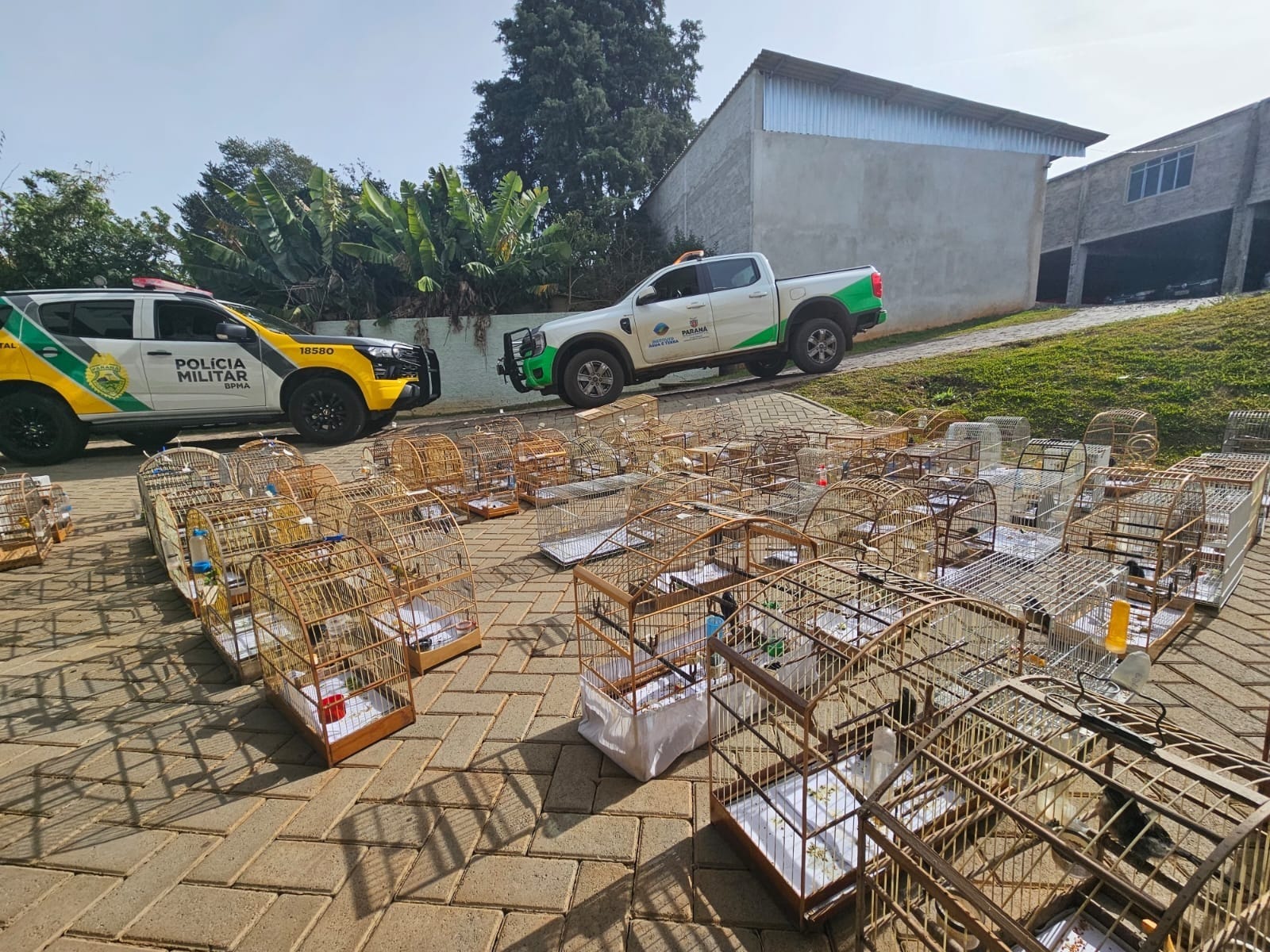 Operação apreende 95 aves silvestres e aplica R$ 400 mil em multas no PR